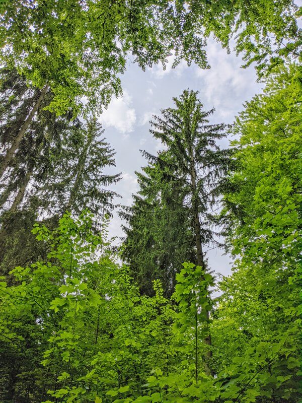 Poggendorf - Wald-MV